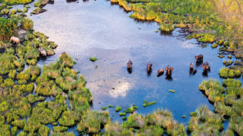 Where water meets land, life takes flight: Celebrating the beauty of ...