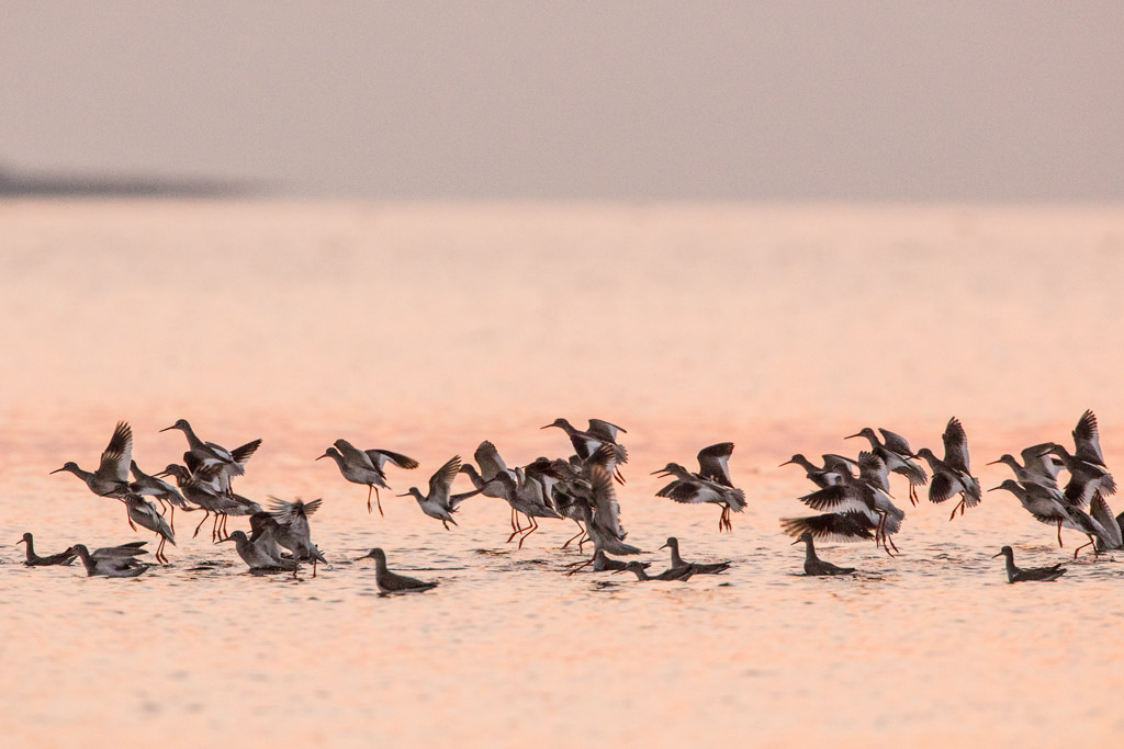 Where water meets land, life takes flight: Celebrating the beauty of ...