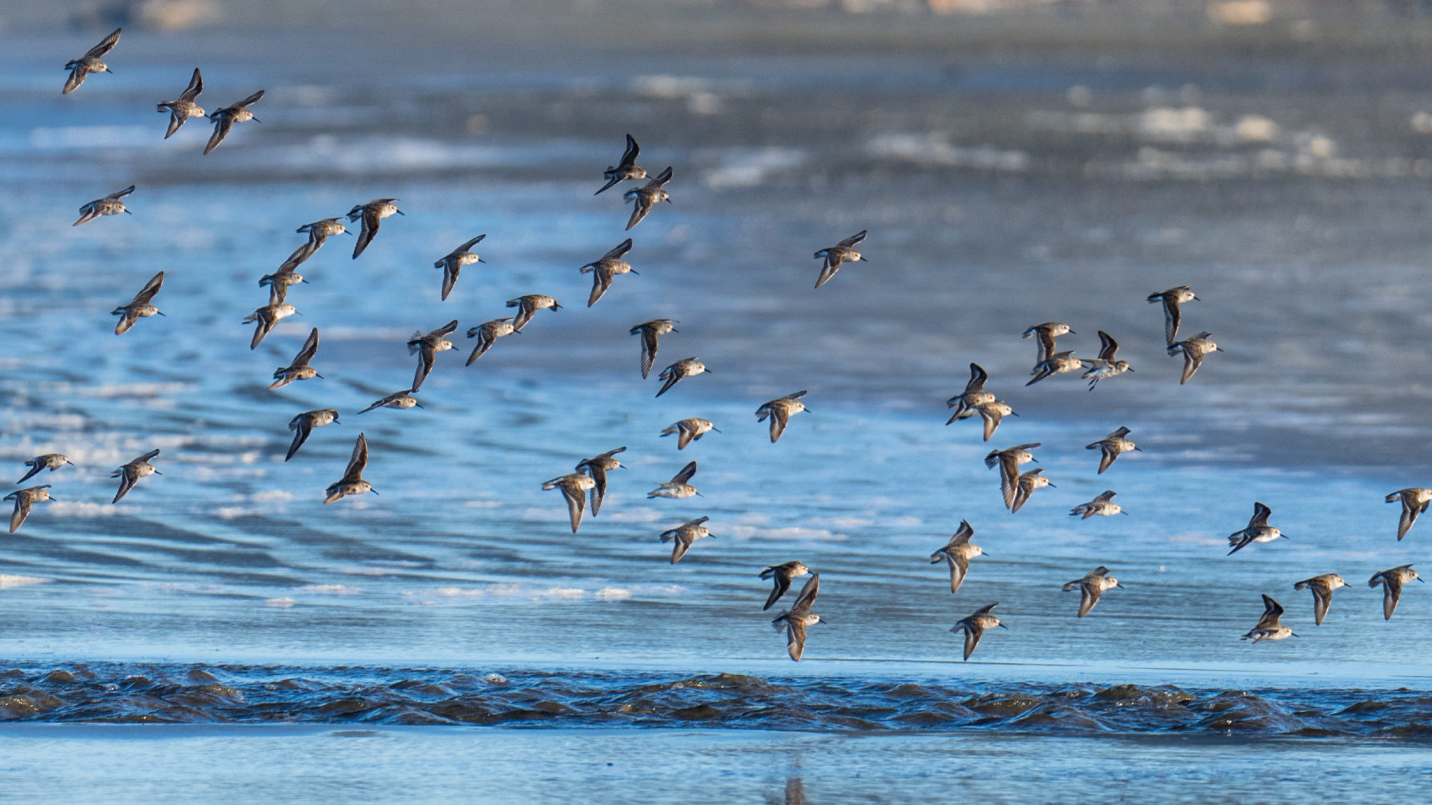 Animals That Migrate In Water