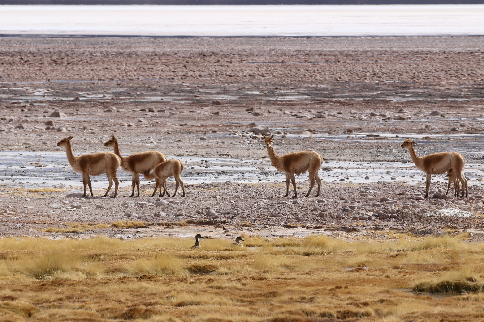 Briefing on lithium mining in the Andes of South America : No to water ...