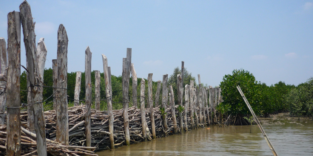 Sustainable protection of rapidly subsiding coastlines with mangroves ...