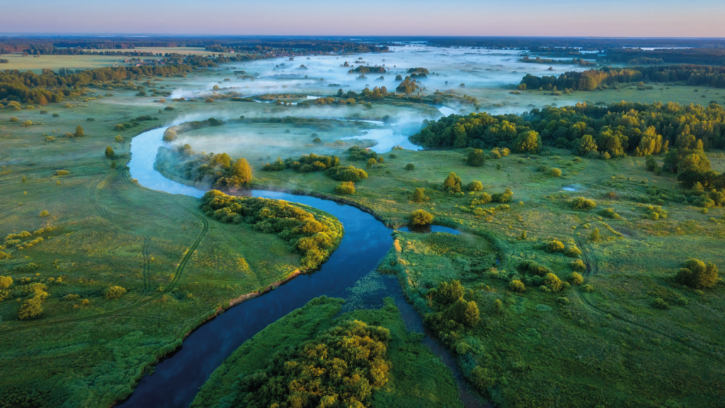 Wetlands International not a partner of Blue Forest - Wetlands ...