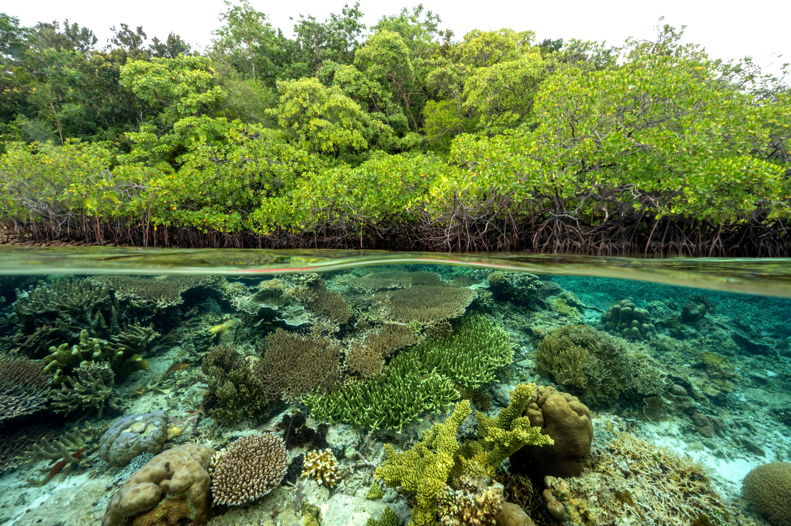 Consultancy for update of the Global Mangrove Watch Extent and Change maps - Wetlands International