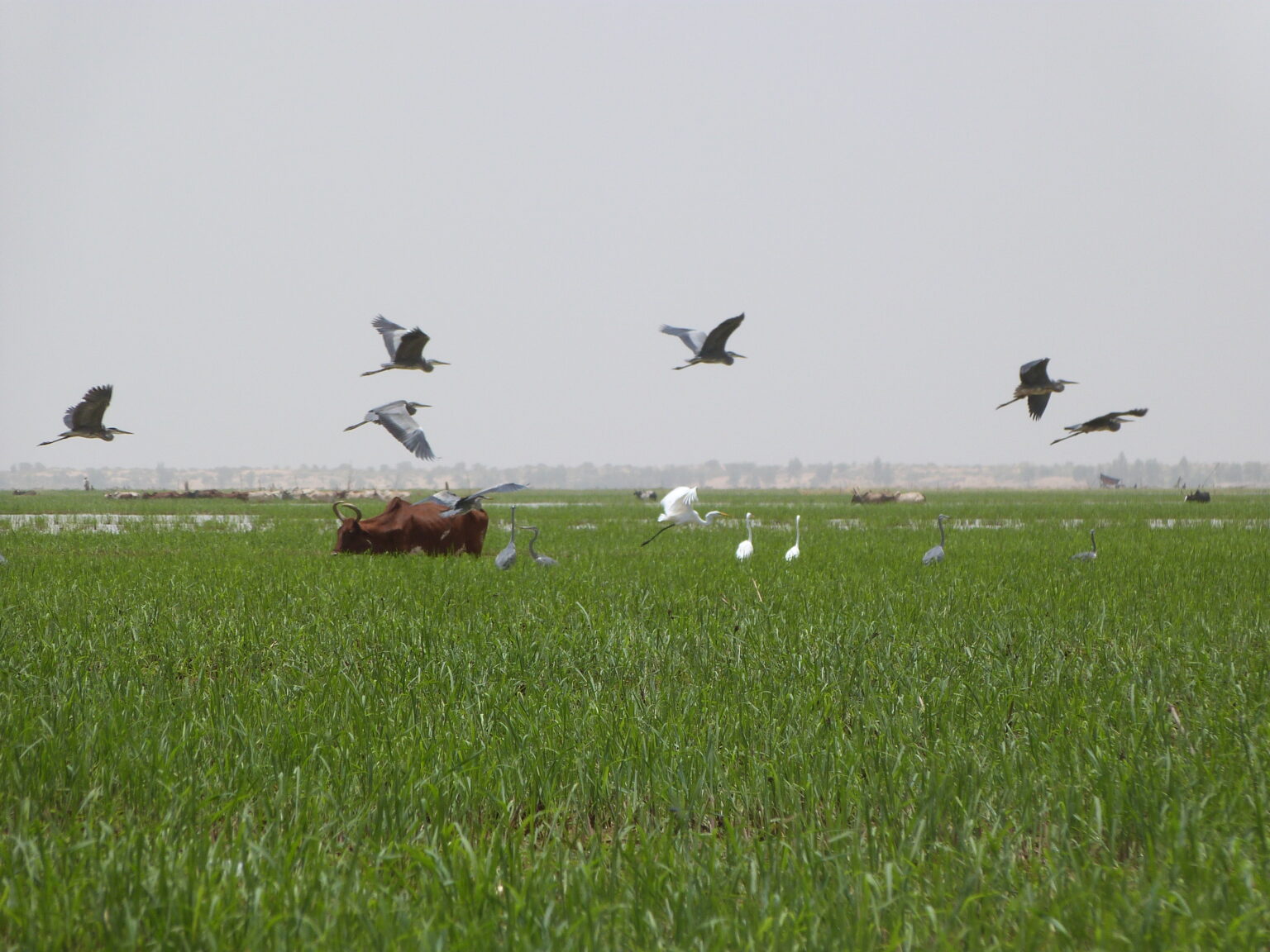 Wetlands for peace: the Inner Niger Delta - Wetlands International