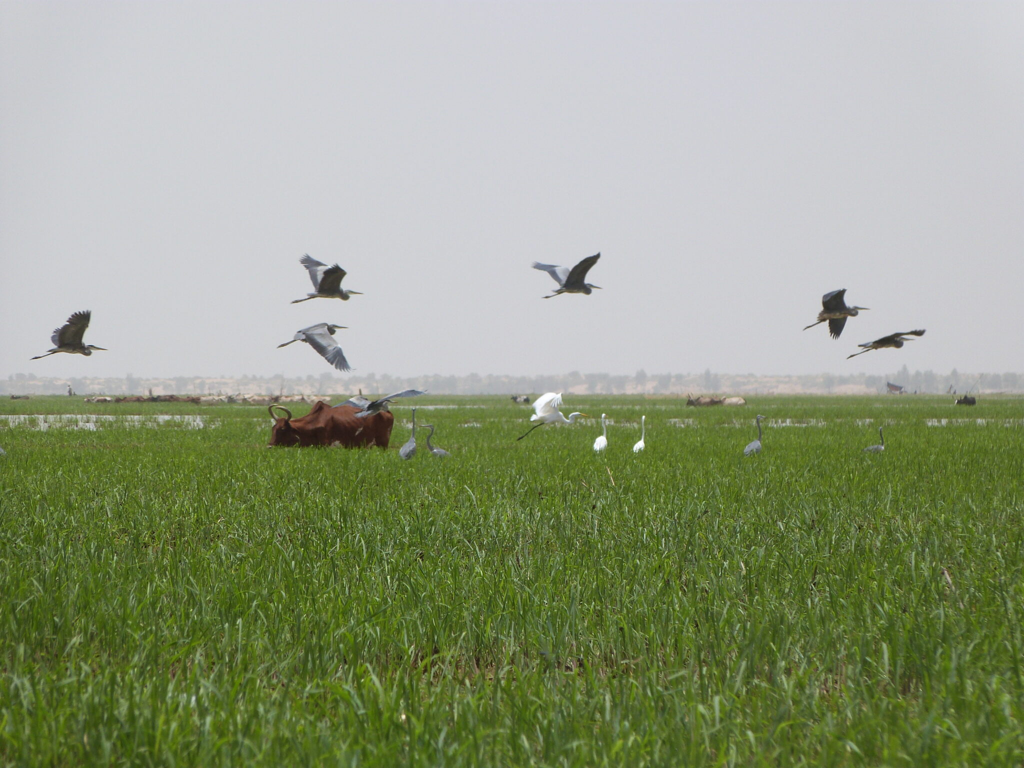Wetlands for peace: the Inner Niger Delta - Wetlands International