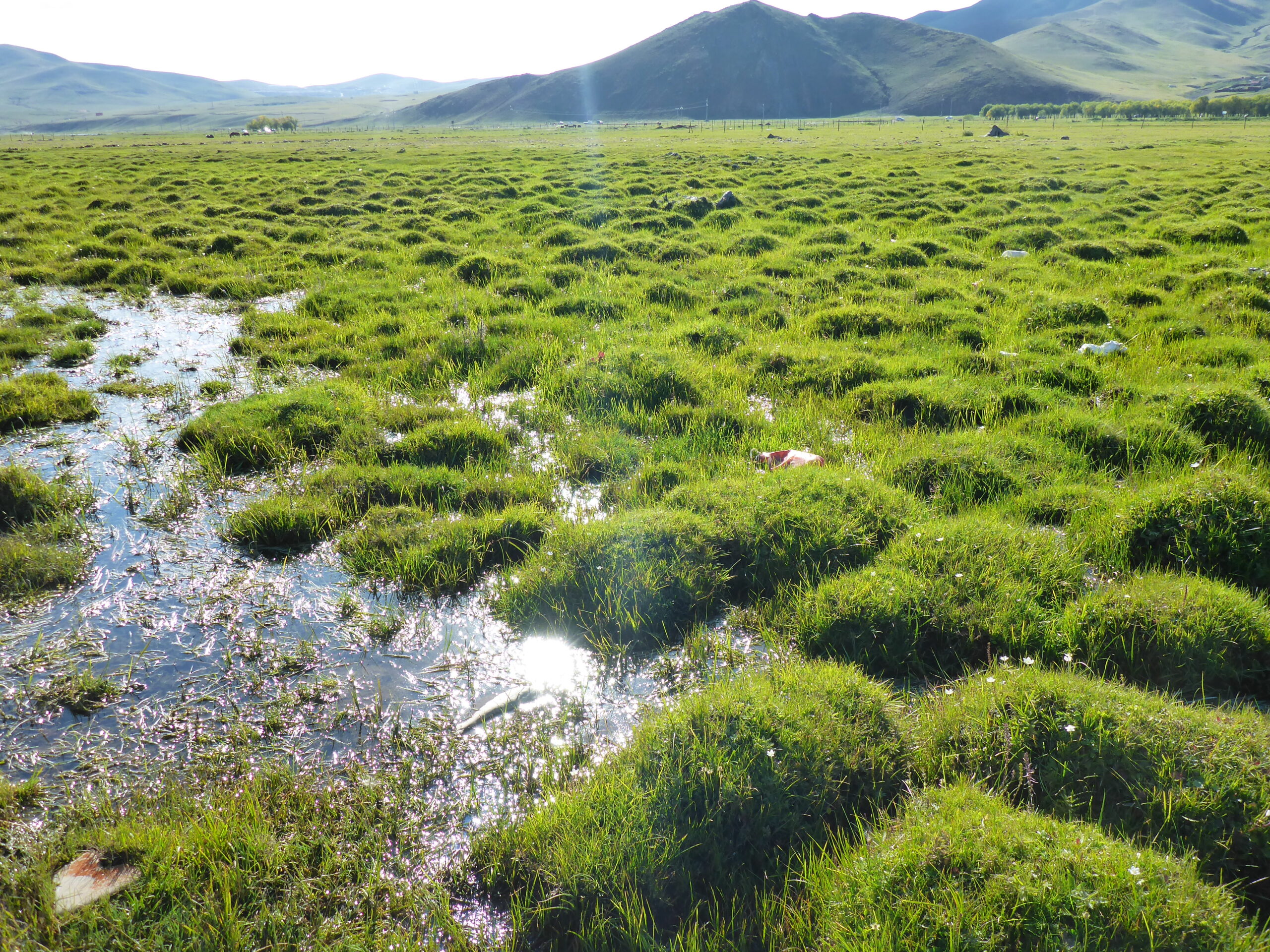Restoring peatlands and sustaining livelihood for the local communities ...