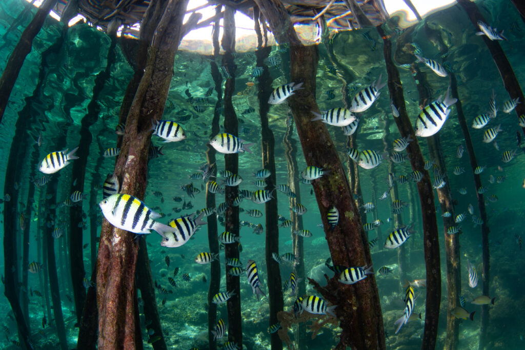 Biodiversity - Wetlands International