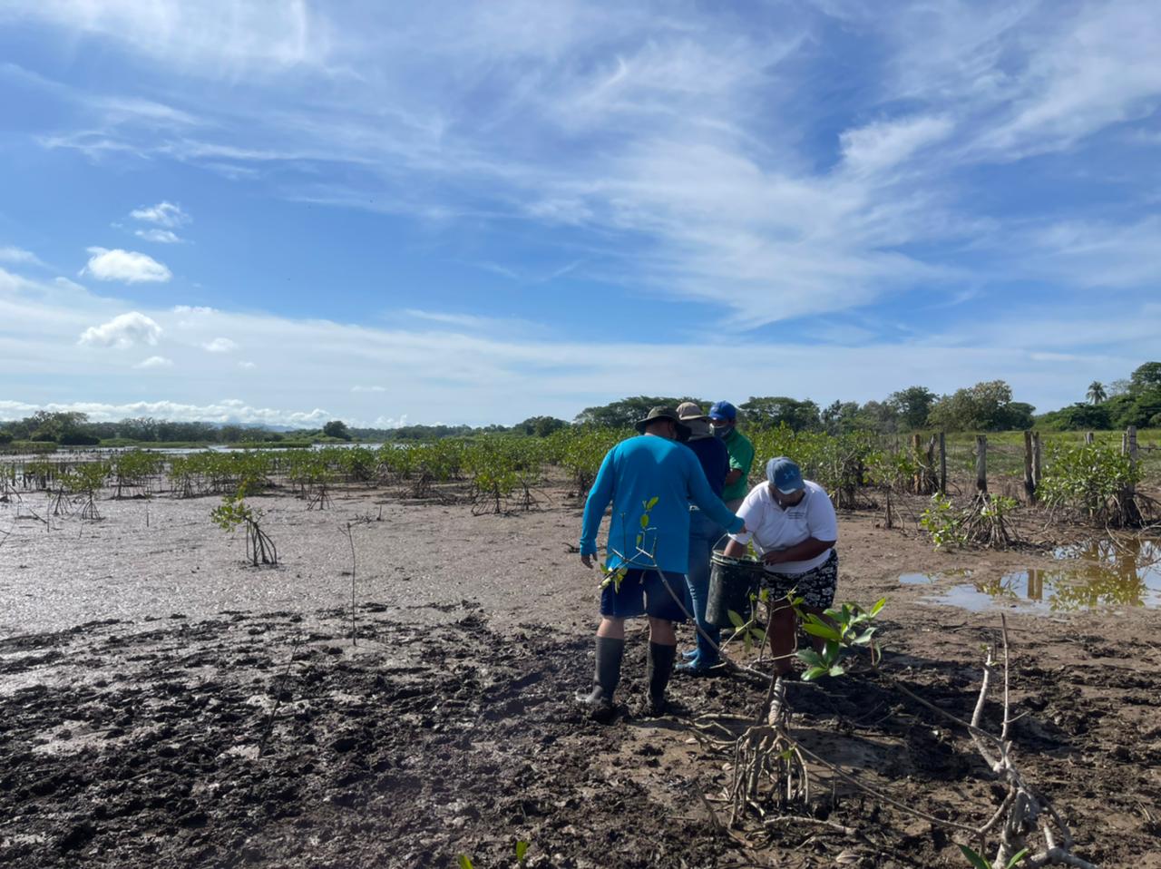 Restoring the mangroves of Laguna de las Lajas, Panama - Wetlands International