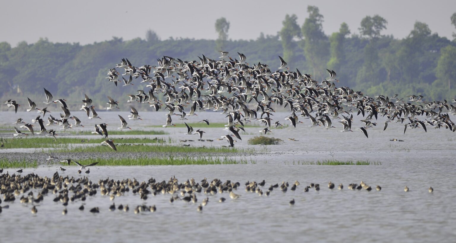 Restoration, creation and management of salt marshes and tidal flats ...