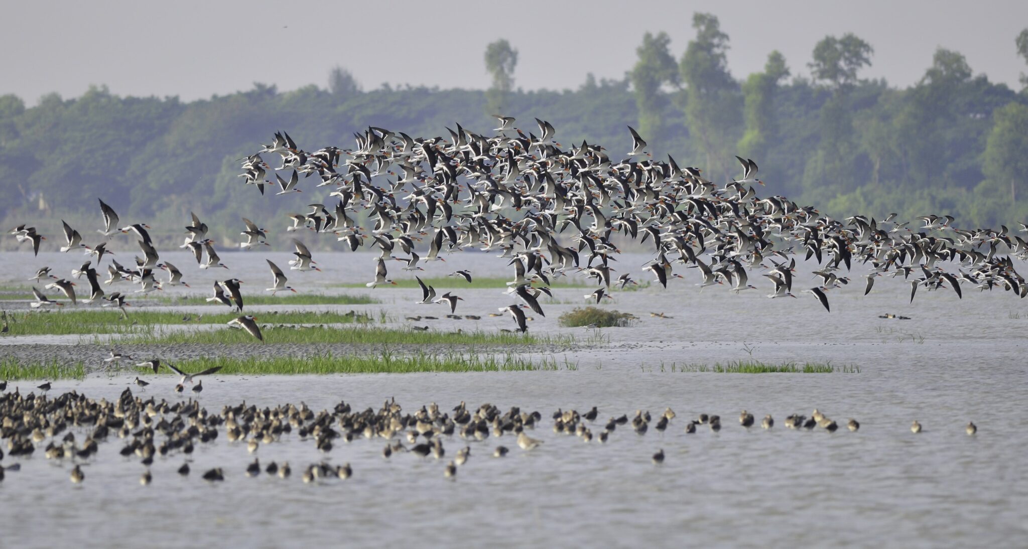 Restoration, creation and management of salt marshes and tidal flats ...