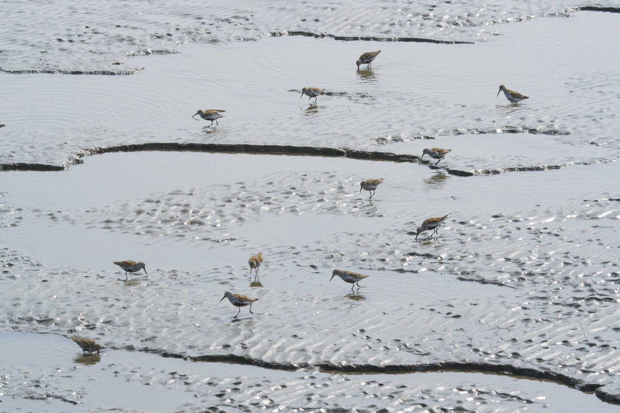 Turning the tide on threats to waterbirds in the Yellow Sea - Wetlands ...