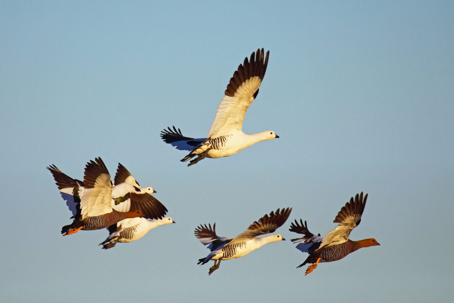 Combating threats to endangered birds on the Americas flyway - Wetlands ...