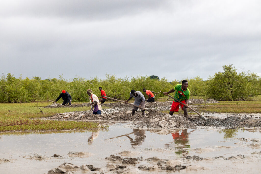 How communities can truly engage in Ecological Mangrove Restoration ...