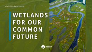 World Wetlands Day: Protecting wetlands for our common future - Wetlands International