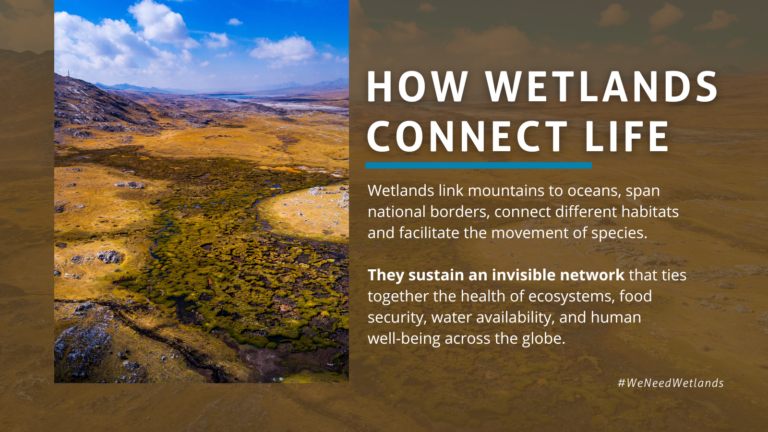 World Wetlands Day: Protecting wetlands for our common future - Wetlands International