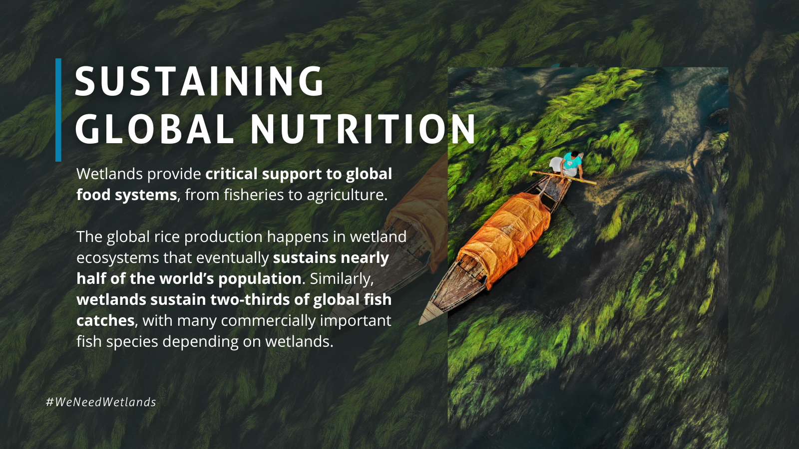 World Wetlands Day: Protecting wetlands for our common future - Wetlands International