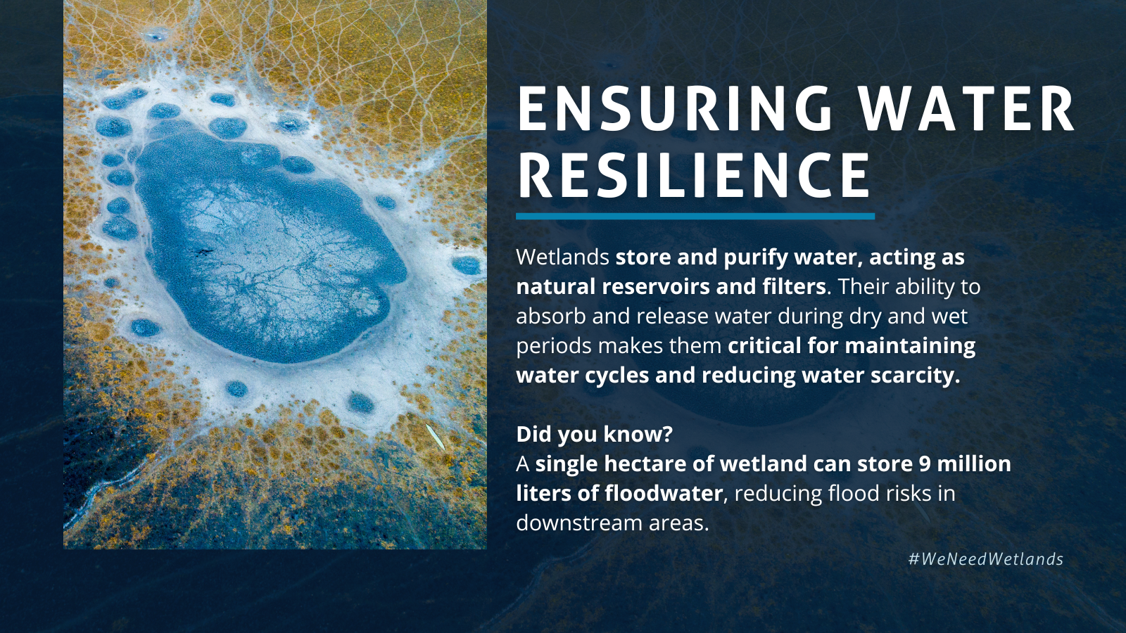 World Wetlands Day: Protecting wetlands for our common future ...