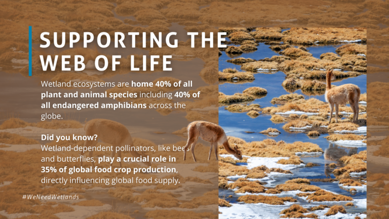 World Wetlands Day: Protecting wetlands for our common future ...