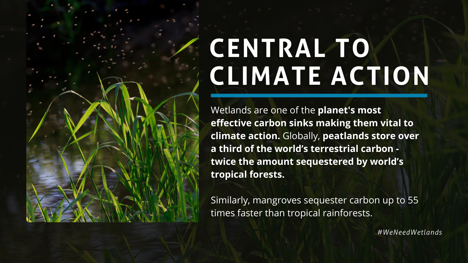 World Wetlands Day: Protecting wetlands for our common future - Wetlands International