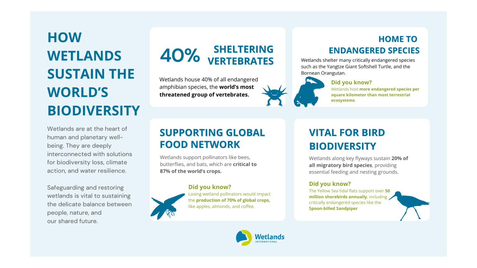 World Wetlands Day: Protecting wetlands for our common future - Wetlands International