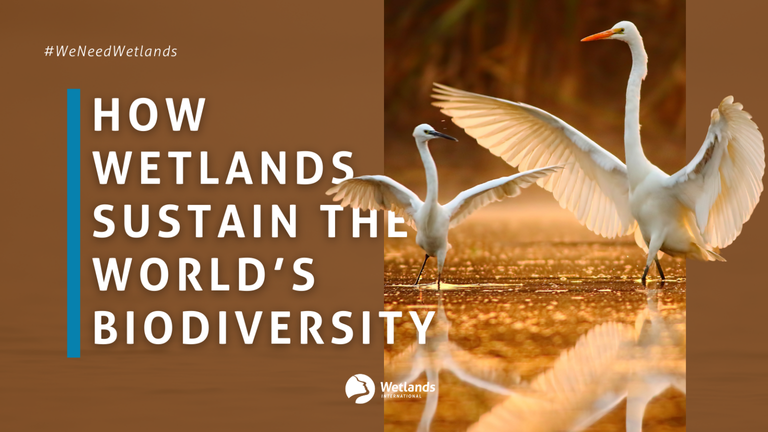 How Wetlands Support the Web of Life - Wetlands International
