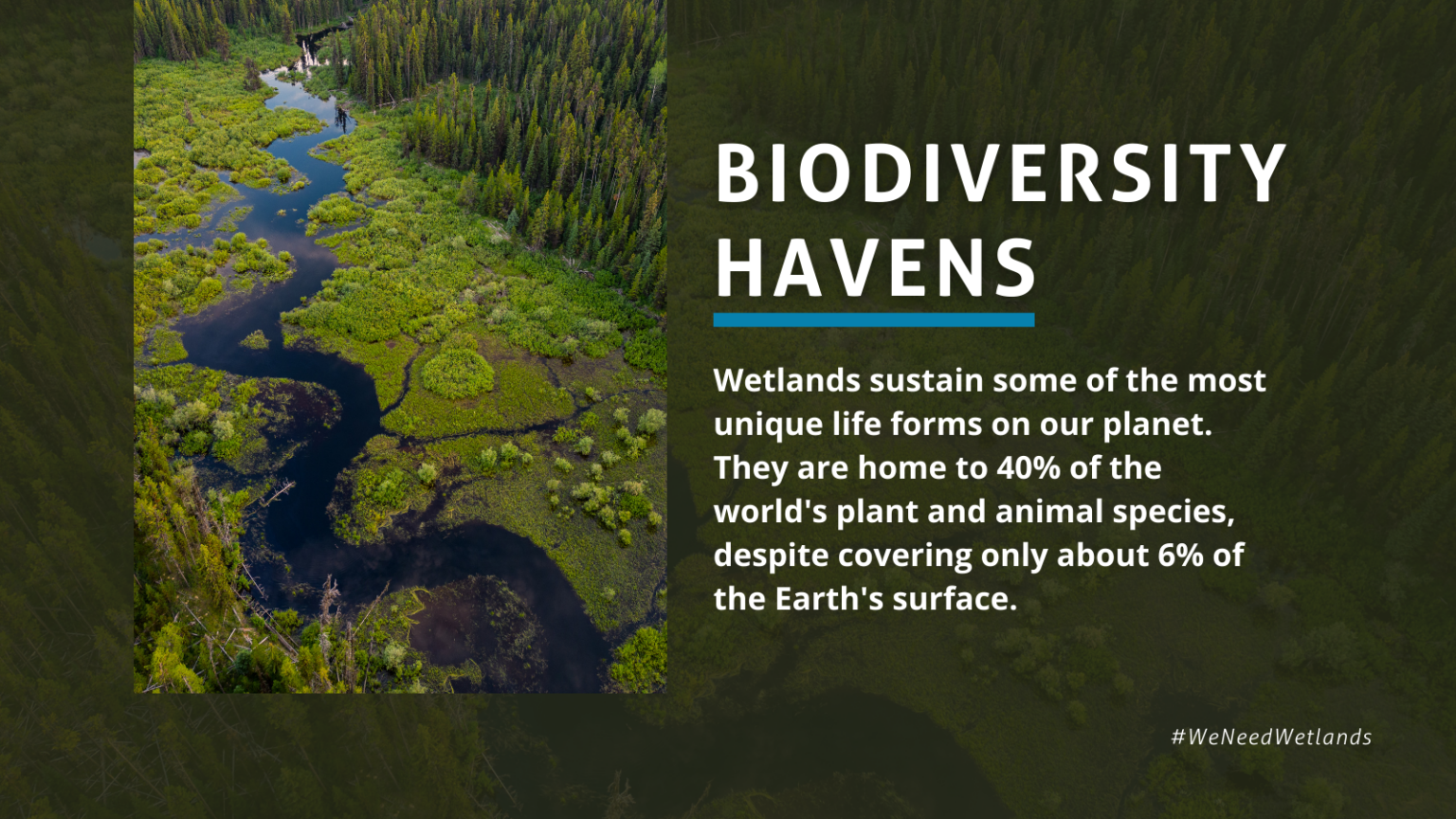 How Wetlands Support the Web of Life - Wetlands International