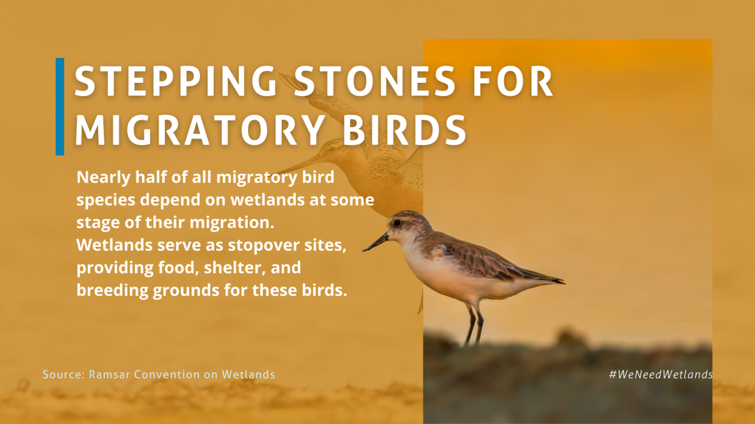 How Wetlands Support the Web of Life - Wetlands International