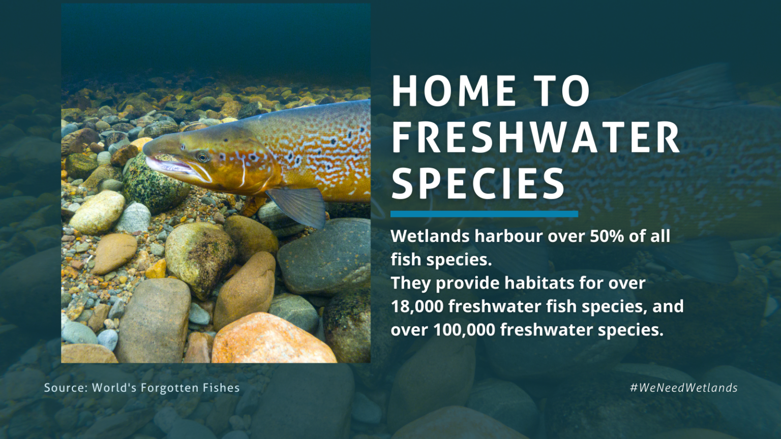 How Wetlands Support the Web of Life - Wetlands International