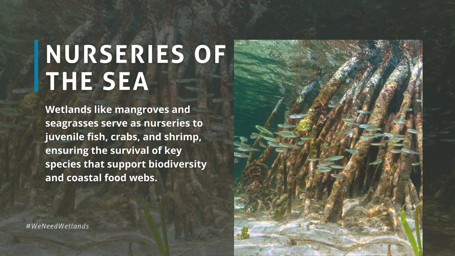 The Interconnected World of Wetlands: How Wetlands Support the Web of ...