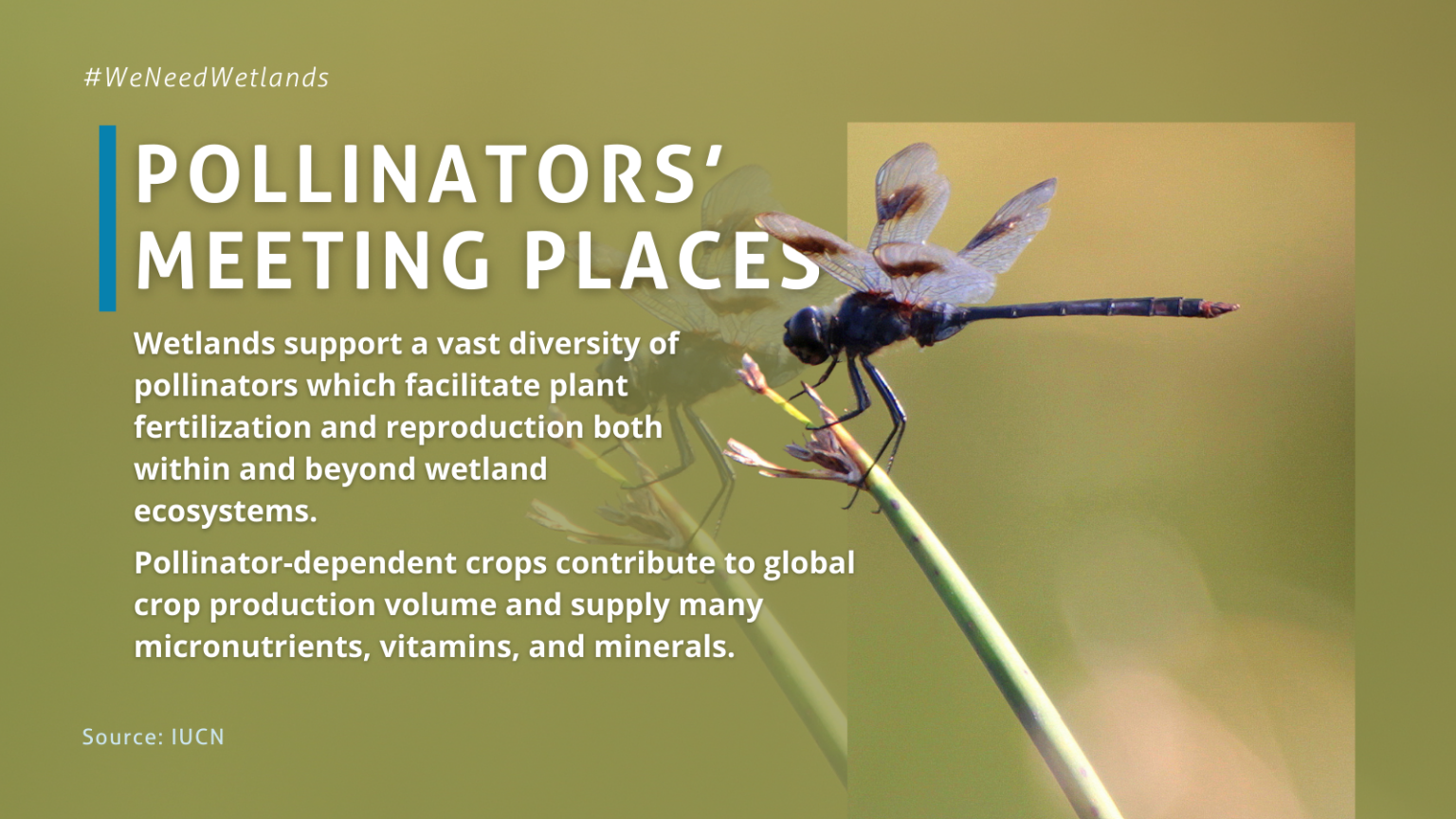 The Interconnected World of Wetlands: How Wetlands Support the Web of ...