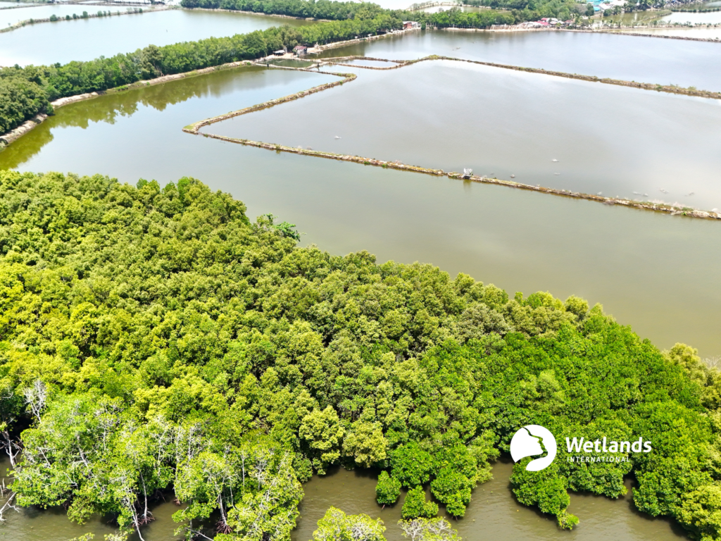 Scaling science-based mangrove restoration in the Philippines ...