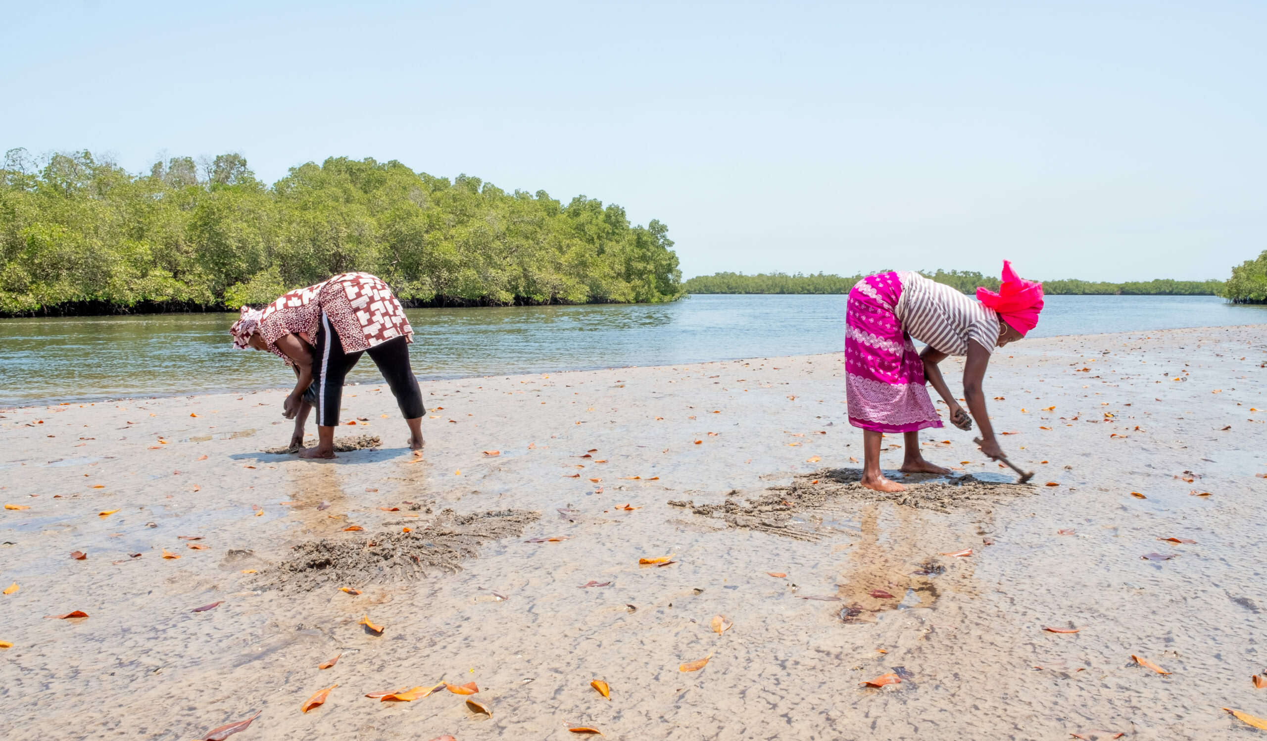 Senegal Mangrove Track Record - Wetlands International