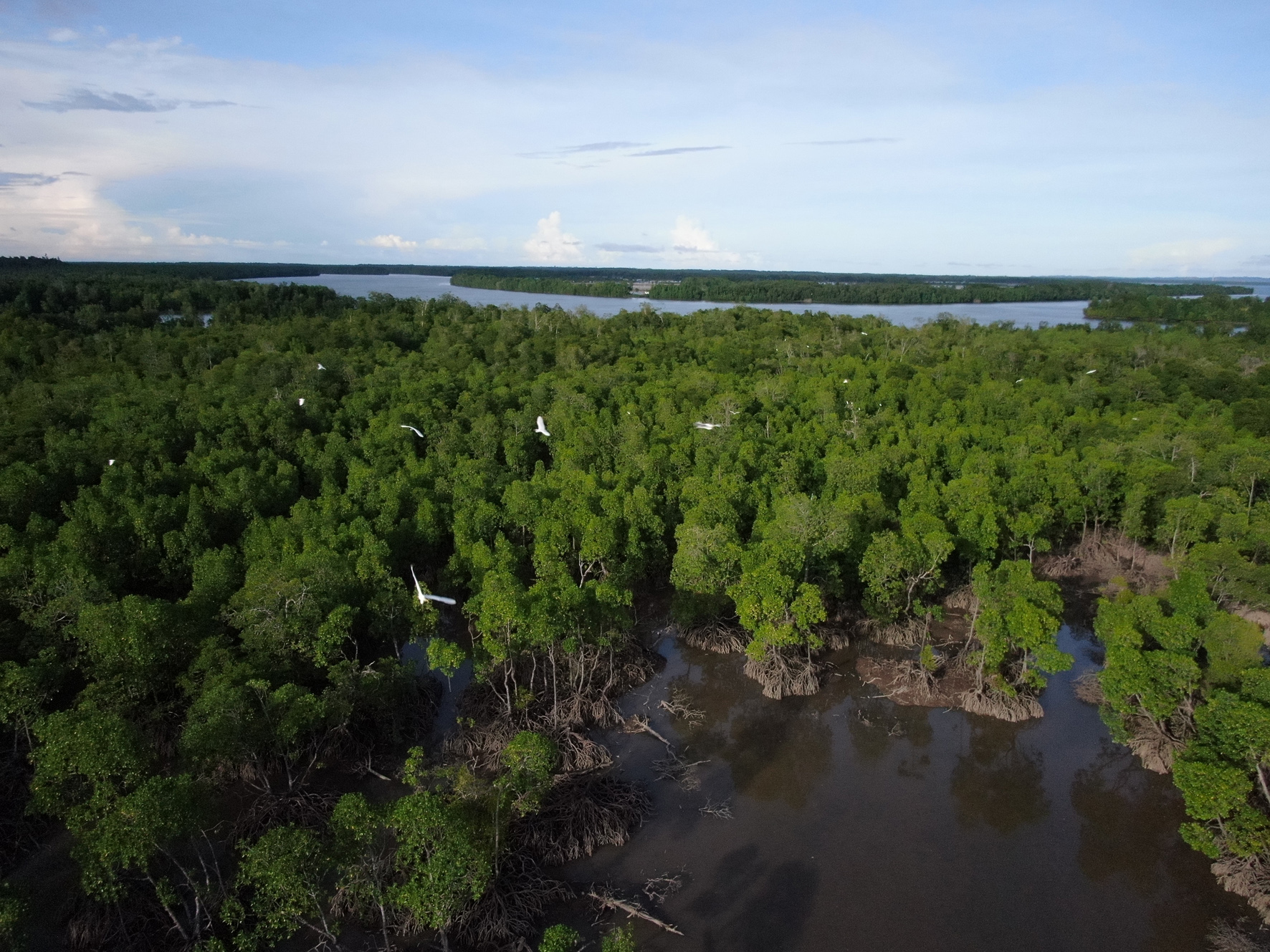 Press release: Mobilizing the Mangrove Breakthrough in Indonesia - Wetlands International