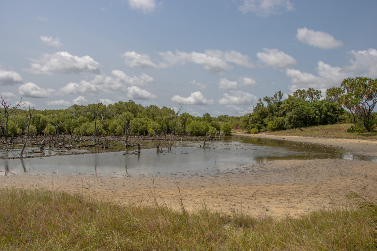 Mangrove restoration that works: lessons from Rassam from Lamu ...