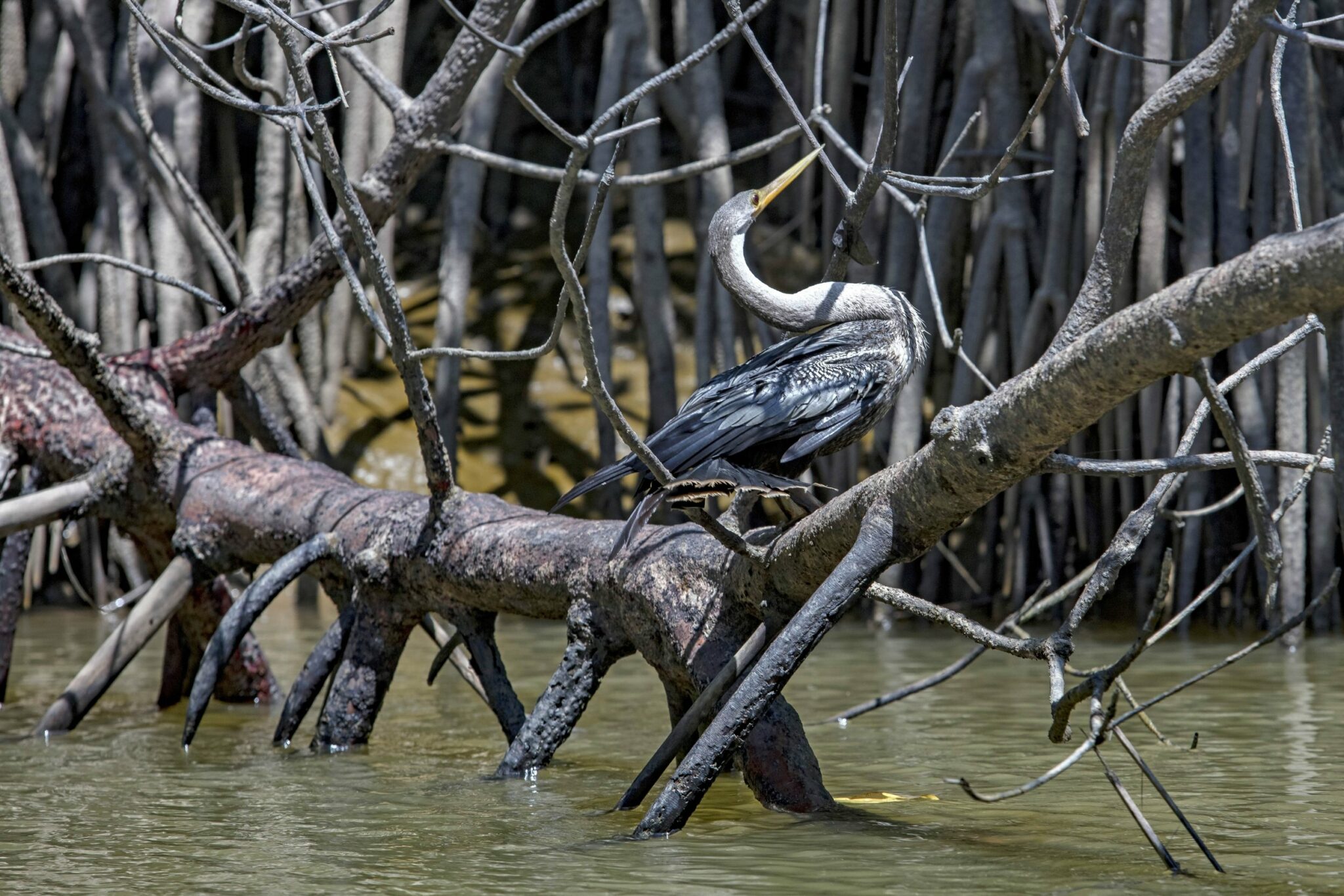 PRESS RELEASE: Mangrove Breakthrough Levels Up with Brazil Endorsement ...