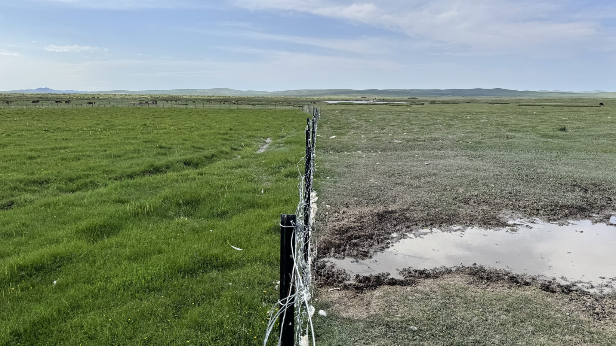 Project update: peatland restoration in Mongolia - Wetlands International