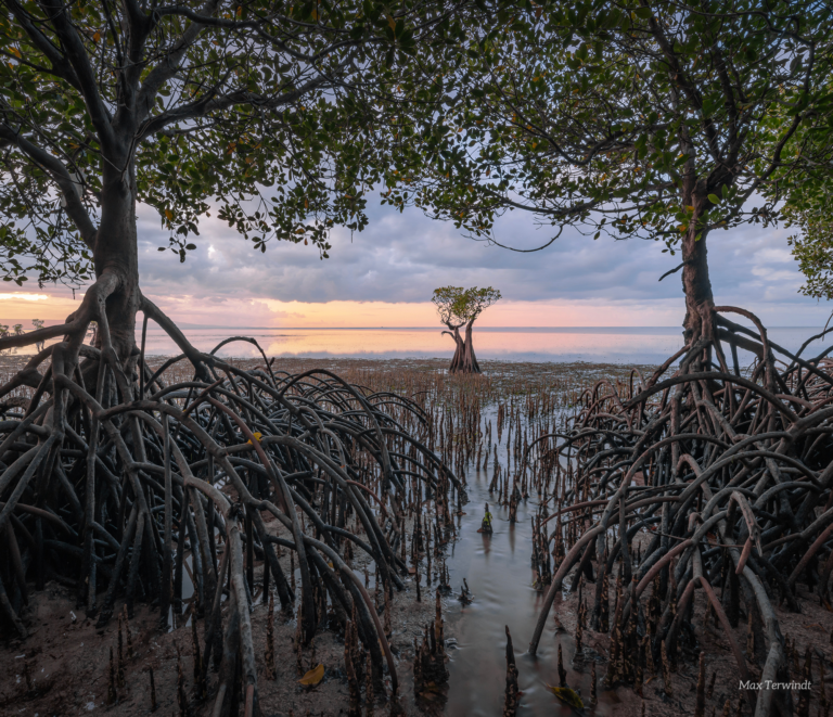 Mangroves in photographs - Wetlands International