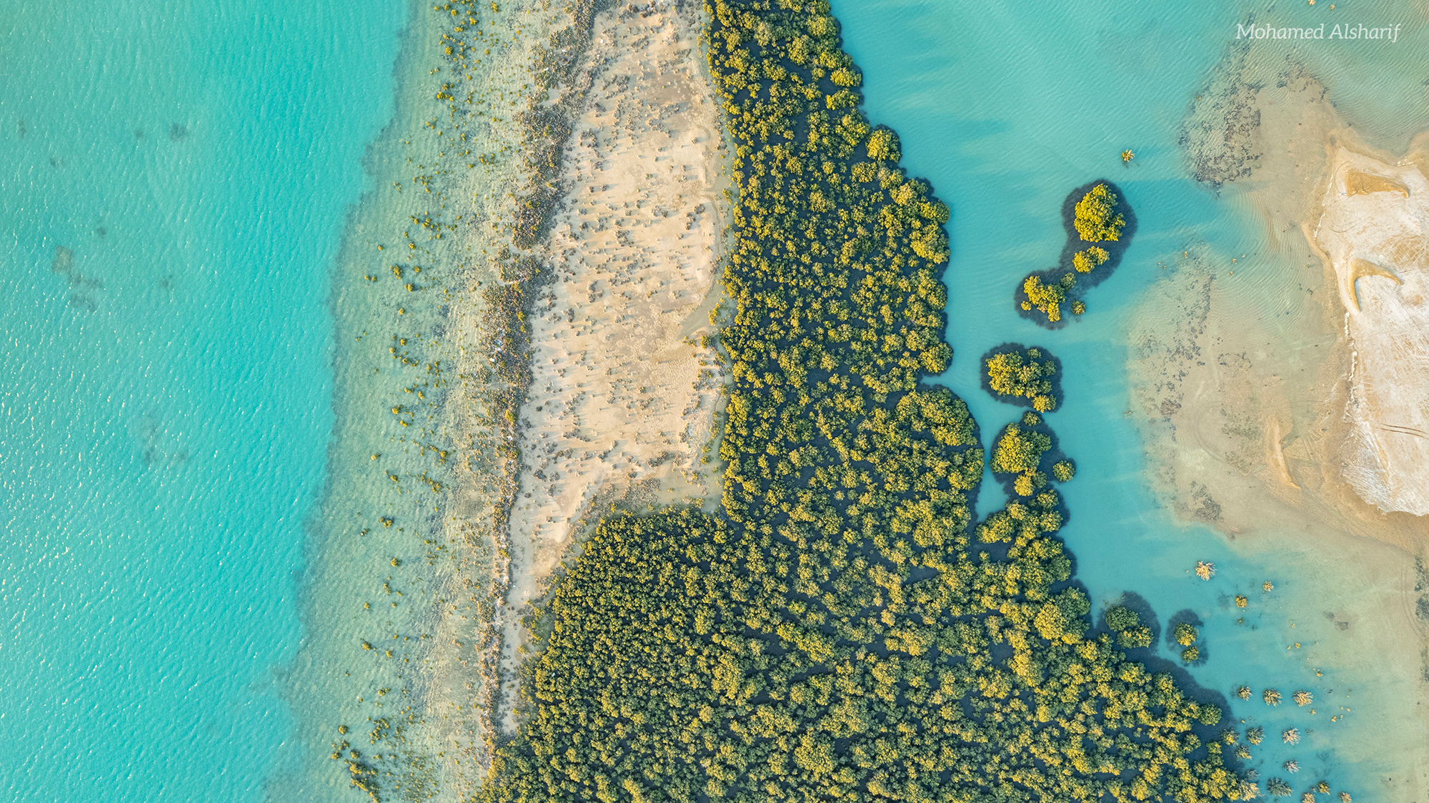 Mangroves in photographs - Wetlands International