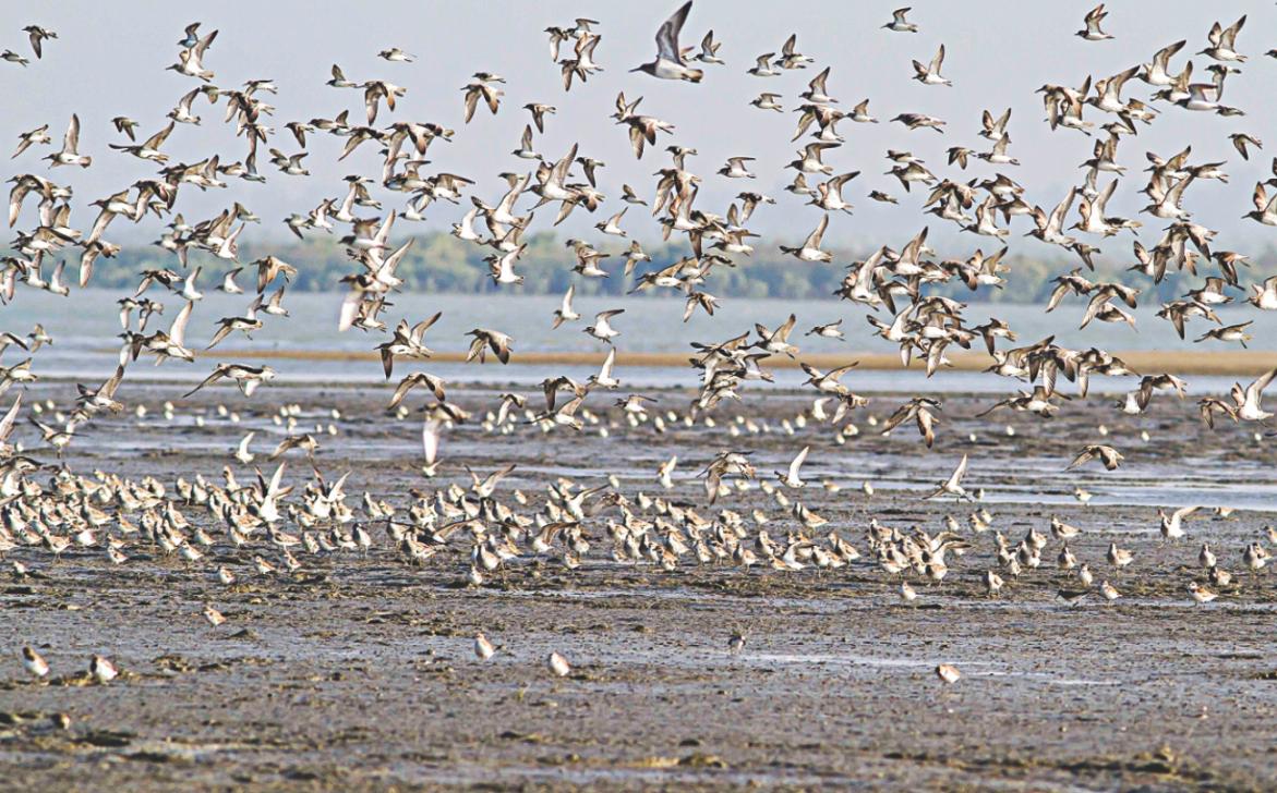 Why planting mangroves in mudflats is a costly mistake - Wetlands ...