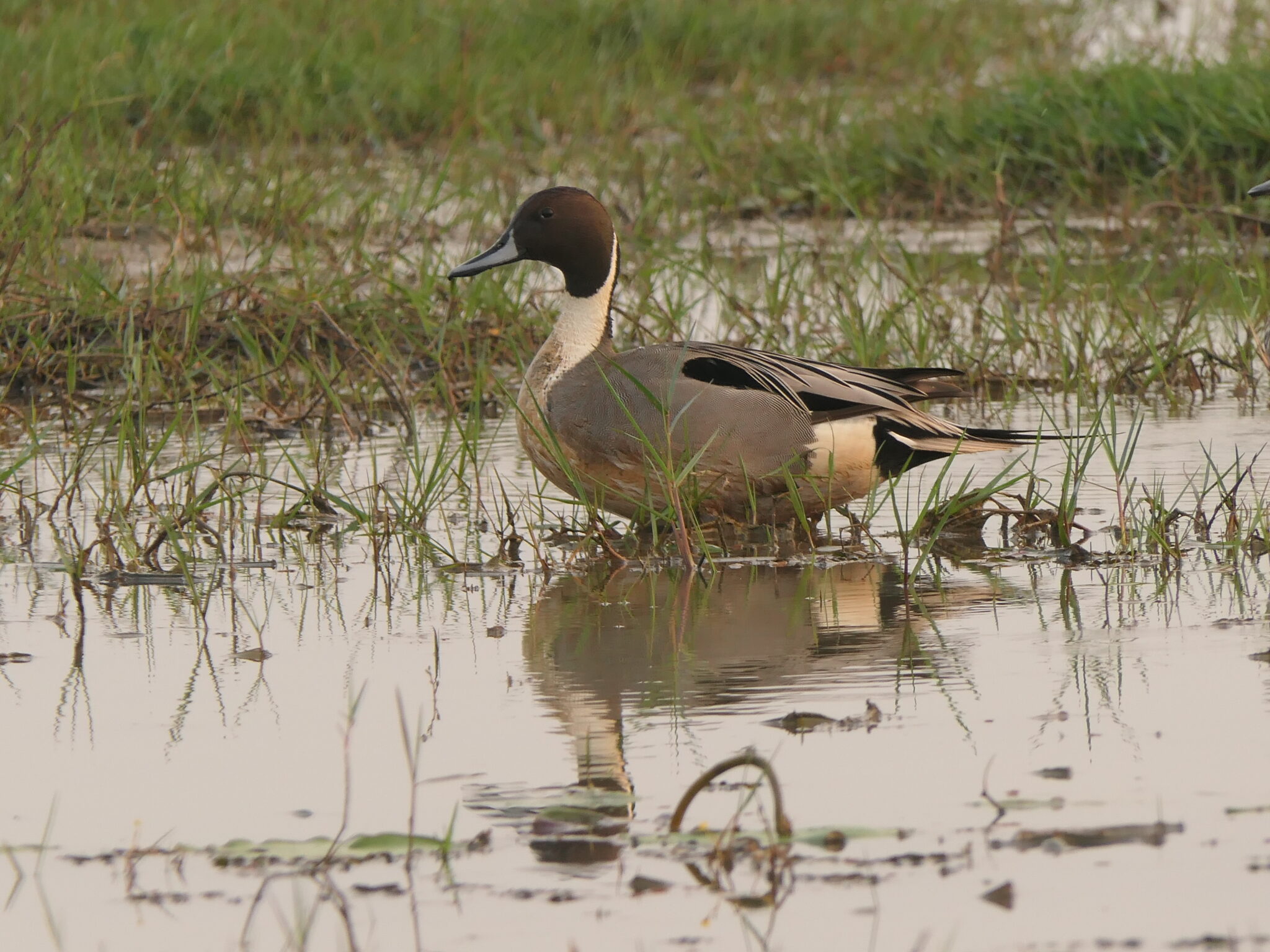 40 years of living in the Asian Waterbird Census world! - Wetlands ...
