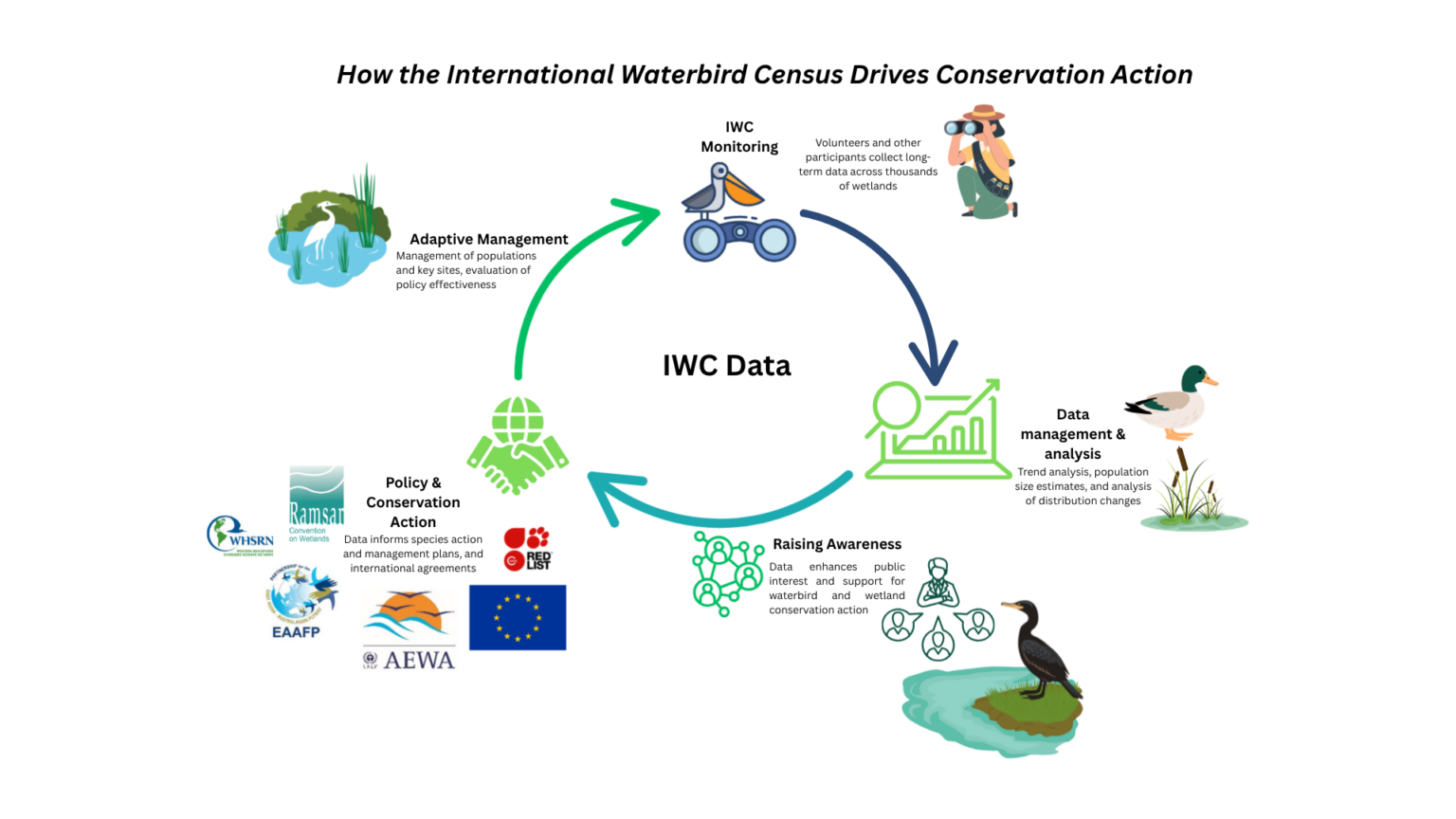 60 years of the International Waterbird Census - Wetlands International