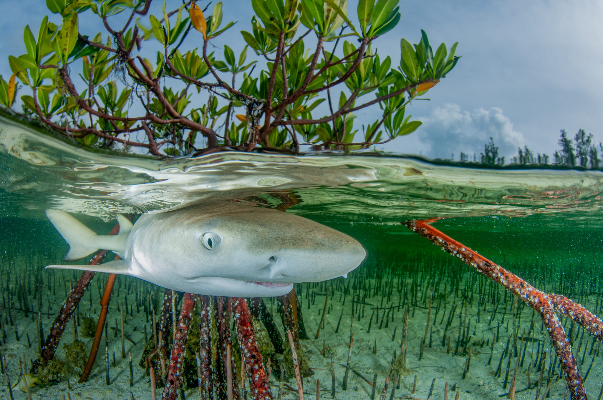 Mangroves and sharks: A vital connection for World Wildlife Day ...