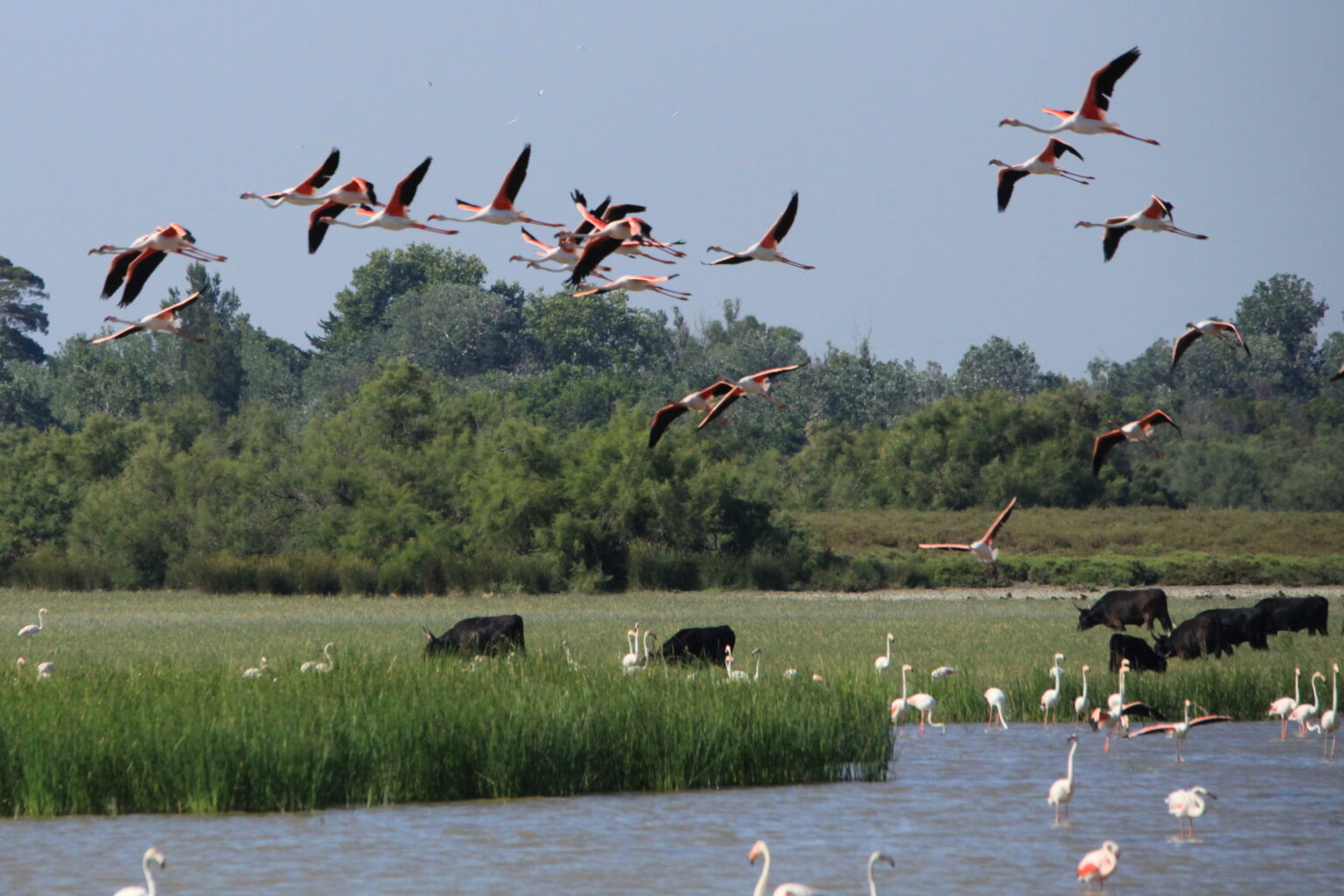 Camargue: a jewel under pressure - Wetlands International